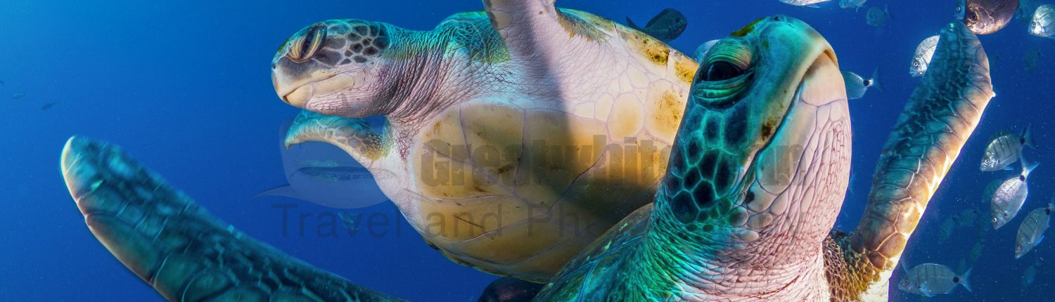 Tenerife Turtles | Great White Sean