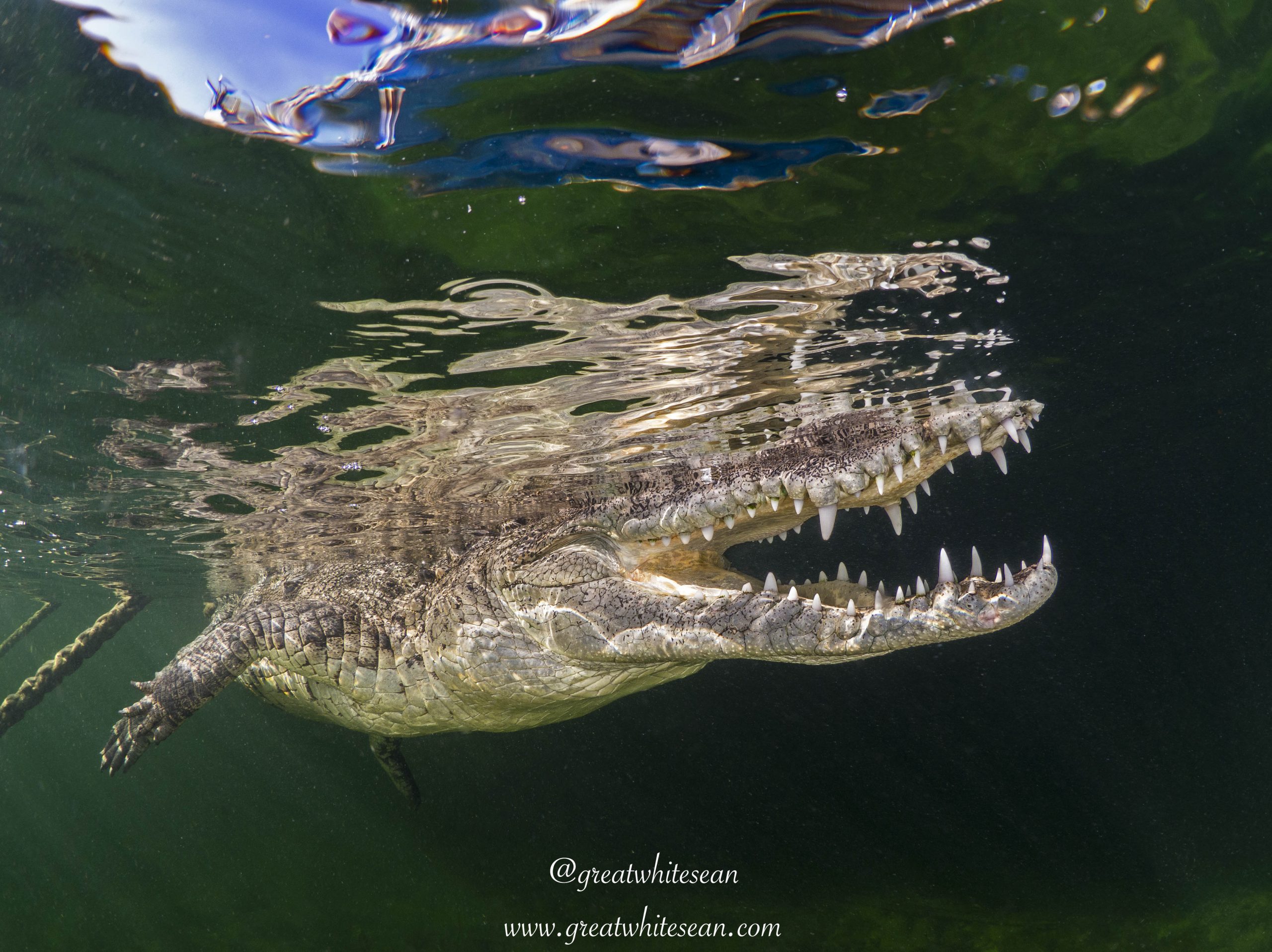 Travelling back in time (Part 1) | Great White Sean